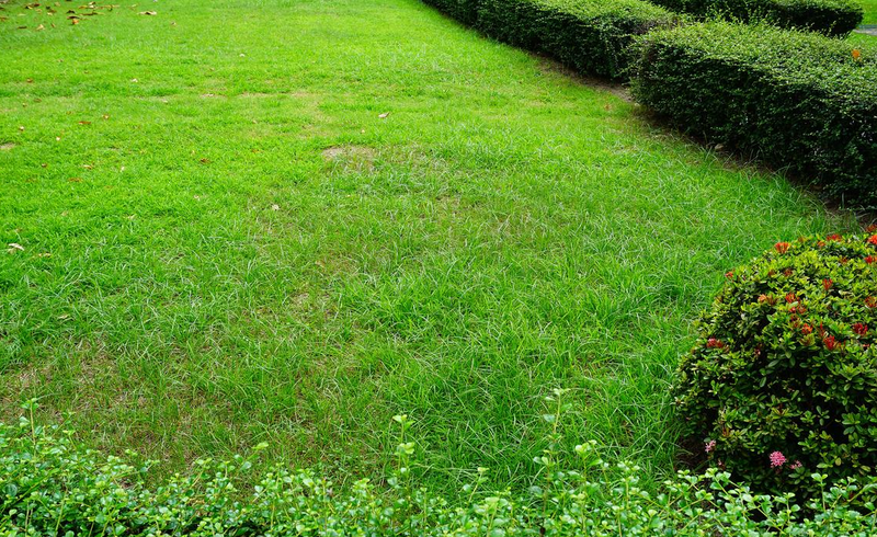 Polypeptide Amino Acid Fertilizer: Transforming Your Lawn